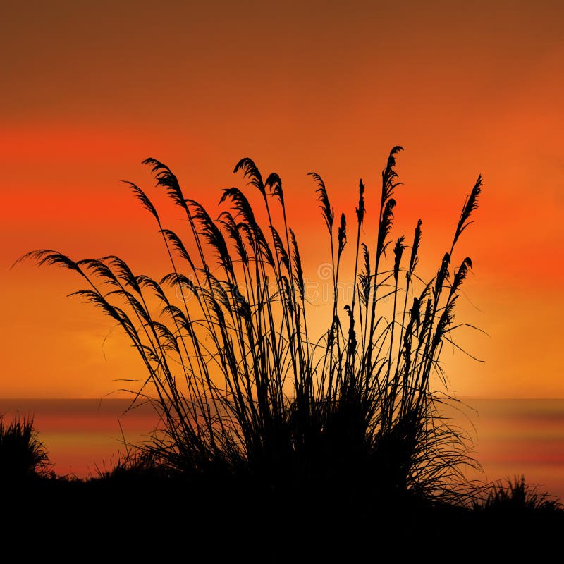 Beautiful Sunset with Sea Oats Silhouette in Front of the Sea Stock ...