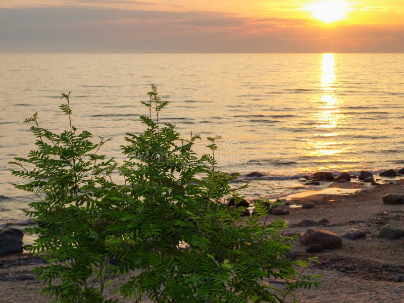 L Sunset at Sea, Silhouettes of Tree Branches in the Foreground Stock ...