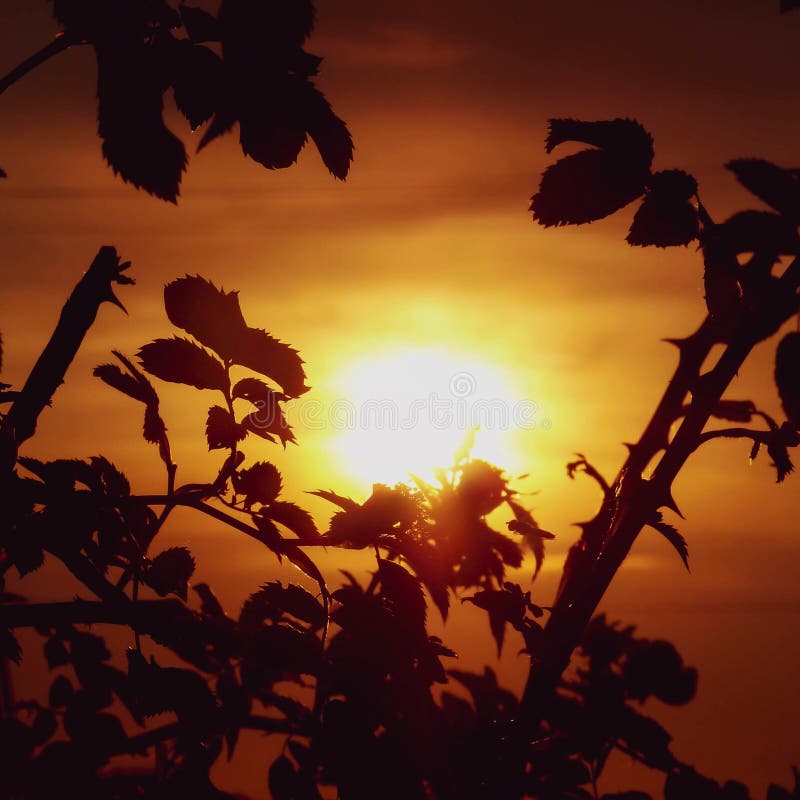 Beautiful Sunset and Shadow of Tree Stock Photo - Image of amazing ...