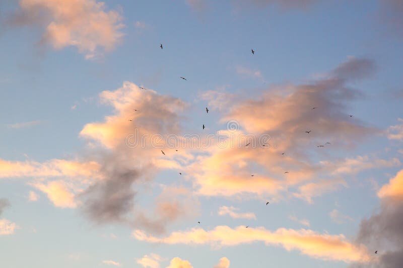 Beautiful Sunset Sky, Pink Orange Clouds and Many Birds Stock Photo ...