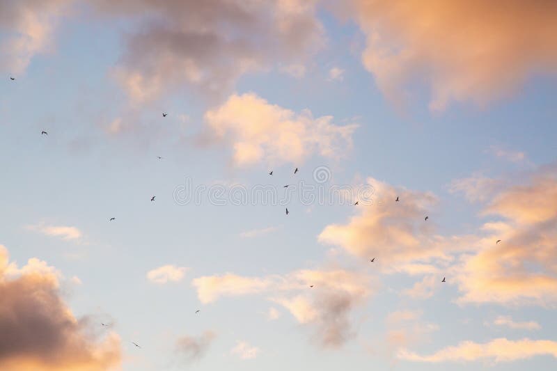 Beautiful Sunset Sky, Pink Orange Clouds and Many Birds Stock Image ...