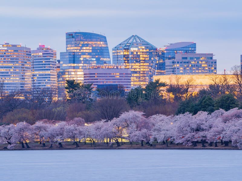 Beautiful Sunset Skyline of Downtown with Cherry Blossom Editorial ...