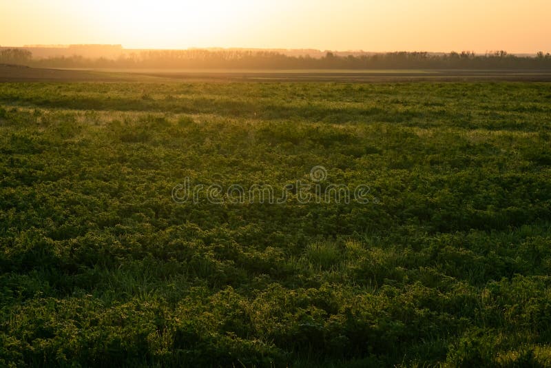 Beautiful Sunset on a Spring Field Stock Image - Image of country ...