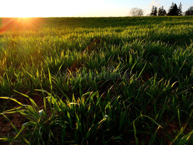 A Beautiful Sunset on the Spring Fields Stock Image - Image of field ...