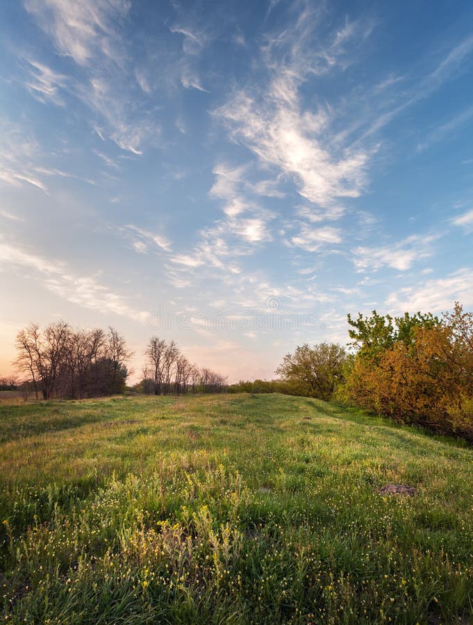 Sunset spring Apple stock photo. Image of grass, green - 218876624