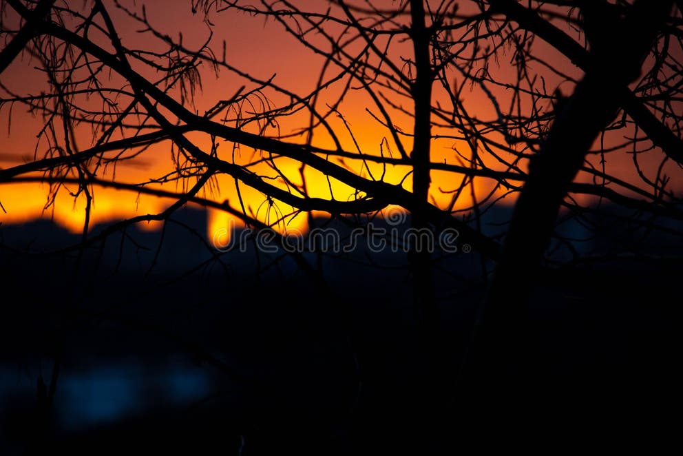 Beautiful Sunset. Sunset through Tree Branches Stock Image - Image of ...