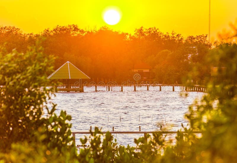 Beautiful Sunset Surrounded by Mangrove Trees Stock Image - Image of ...