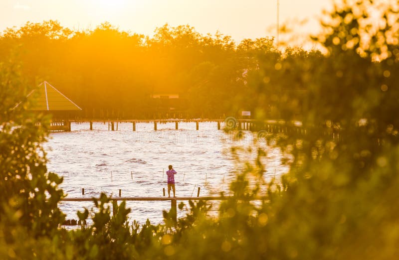 Beautiful Sunset Surrounded by Mangrove Trees Stock Photo - Image of ...