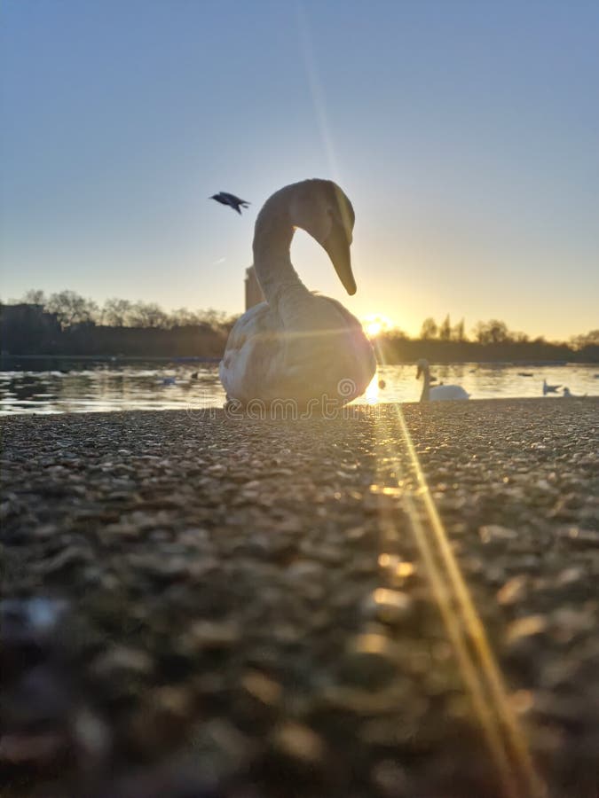 Beautiful Sunset with Swans Stock Photo - Image of sunset, london ...