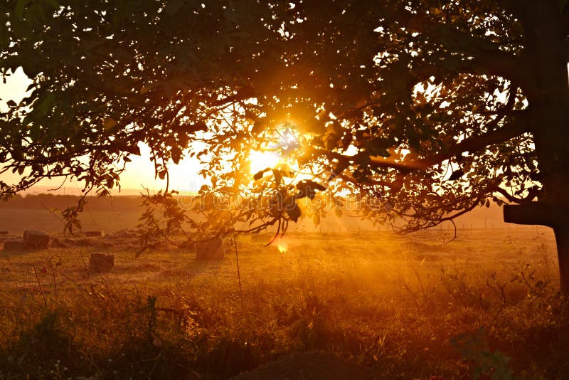 Beautiful sunset with tree stock photo. Image of sunlight - 15911938