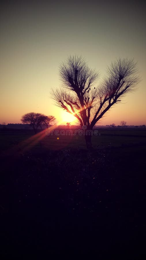 Beautiful sunset and tree. stock image. Image of sunset - 172095731