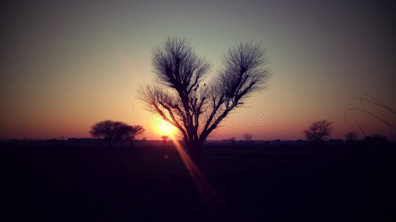 Beautiful sunset and tree. stock photo. Image of beautiful - 172095768