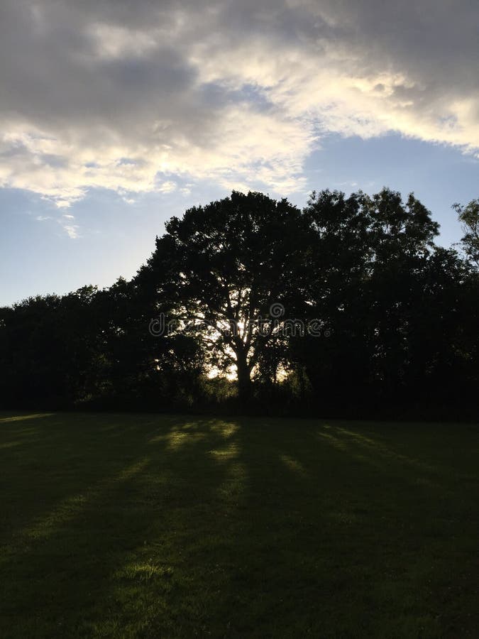 Beautiful sunset tree stock image. Image of bridge, plank - 56537867