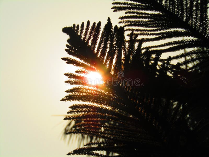 Beautiful Sunset through Trees or Leaves. Stock Image - Image of beauty ...