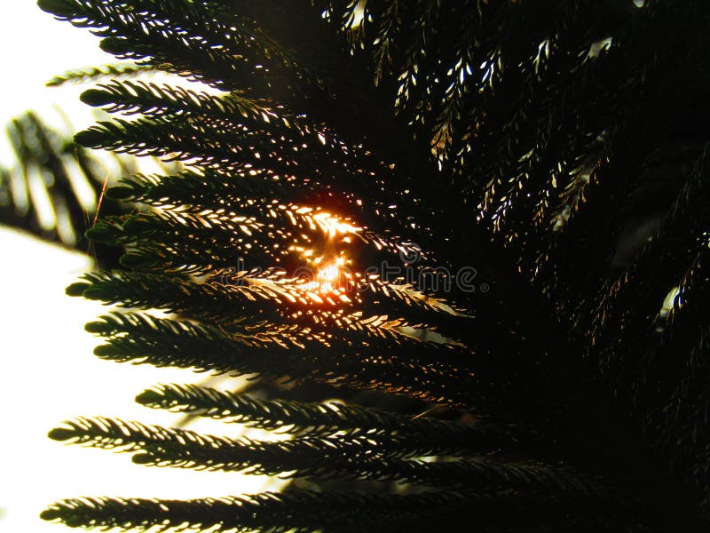 Beautiful Sunset through Trees or Leaves. Stock Image - Image of leaf ...