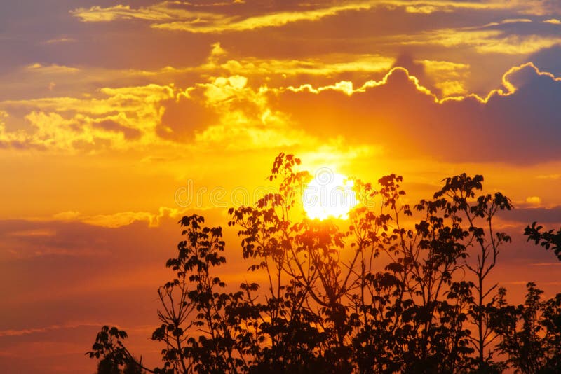 Beautiful Sunset through the Trees Stock Photo - Image of summer, rays ...