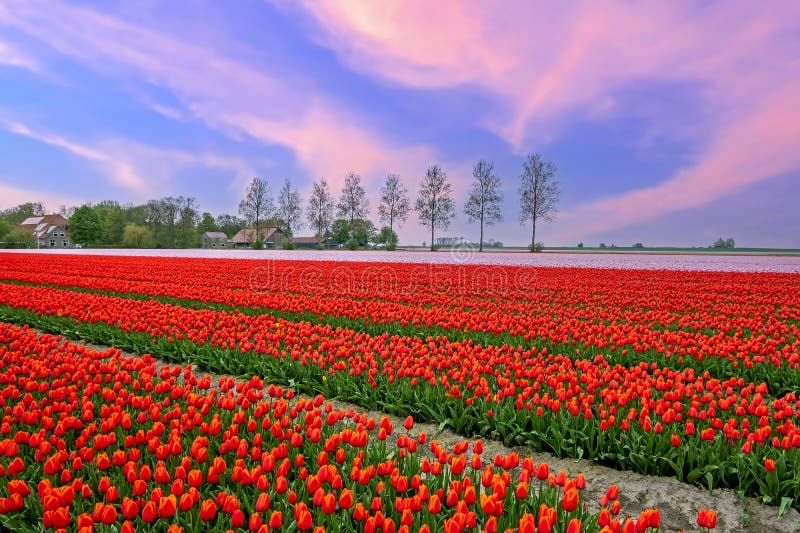 Beautiful Sunset at the Tulip Fields in the Countryside from the ...
