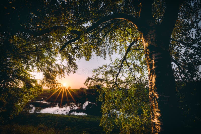Beautiful Sunset Under Birch Tree Near the River Stock Photo - Image of ...