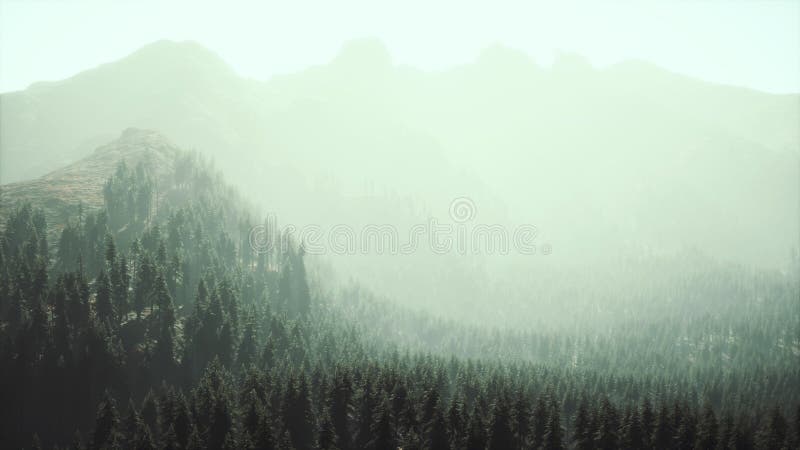 Beautiful Sunset View in Cedar Forest in Front of Sayan Mountain Range ...