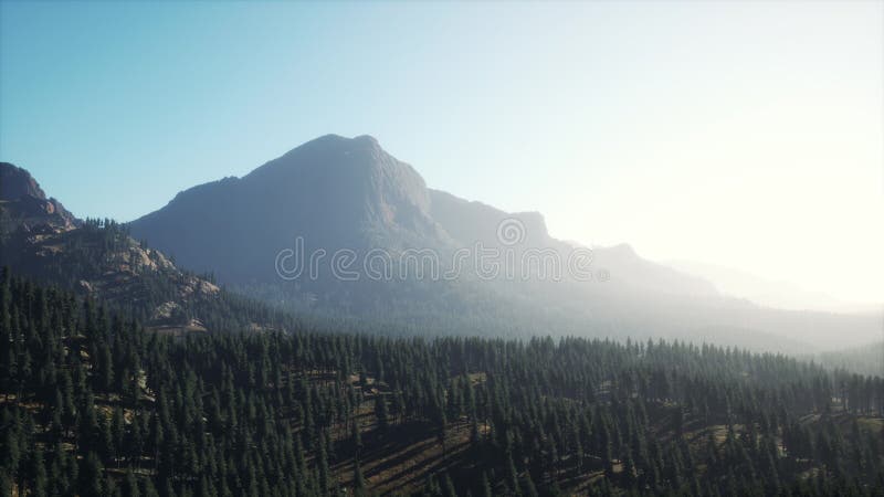 Beautiful Sunset View in Cedar Forest in Front of Sayan Mountain Range ...