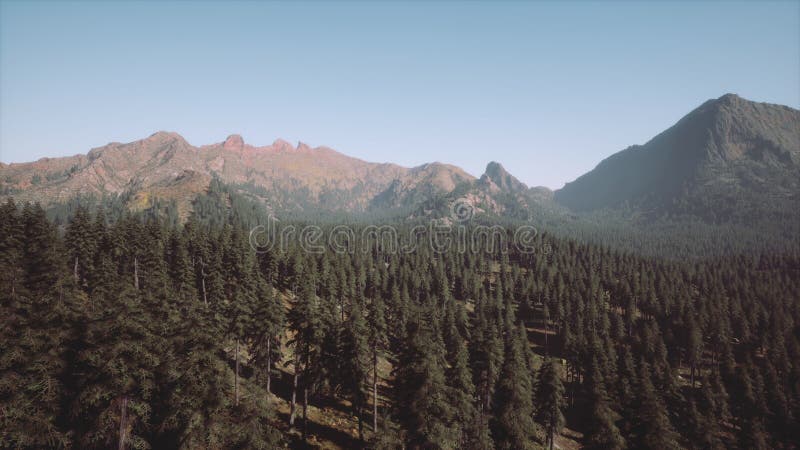 Beautiful Sunset View in Cedar Forest in Front of Sayan Mountain Range ...