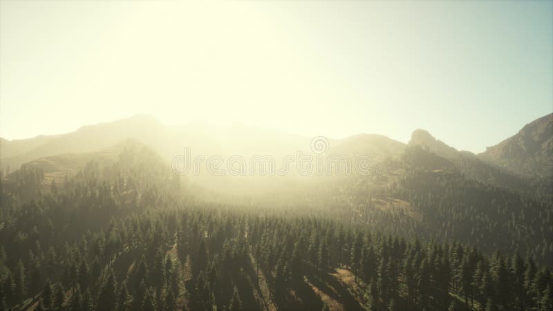 Beautiful Sunset View in Cedar Forest in Front of Sayan Mountain Range ...