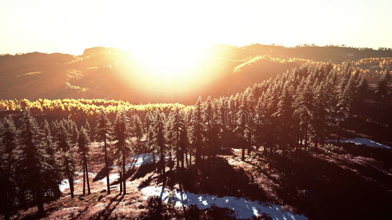 Beautiful Sunset View in Cedar Forest in Front of Sayan Mountain Range ...