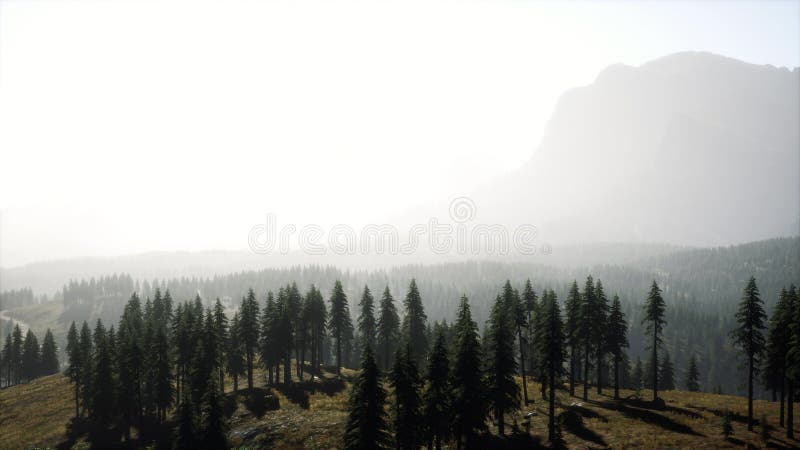 Beautiful Sunset View in Cedar Forest in Front of Sayan Mountain Range ...