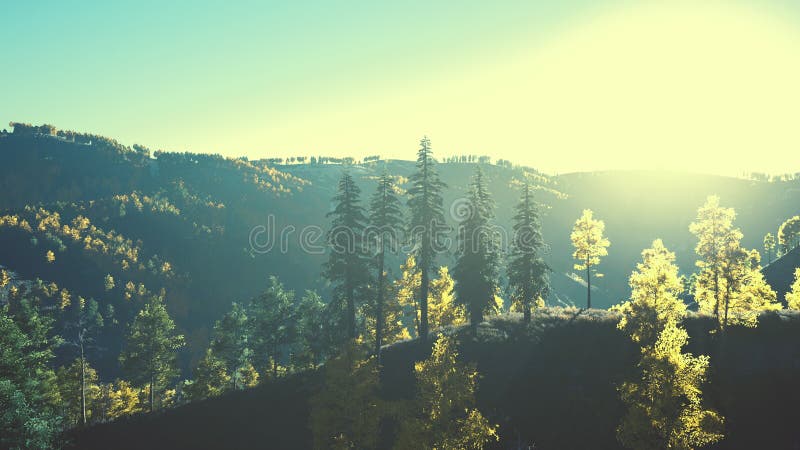 Beautiful Sunset View in Cedar Forest in Front of Sayan Mountain Range ...