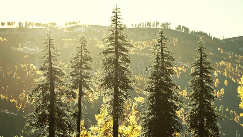 Beautiful Sunset View in Cedar Forest in Front of Sayan Mountain Range ...