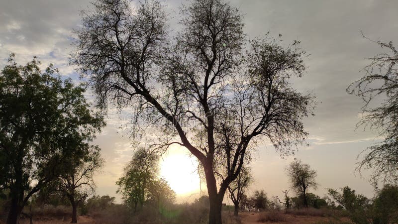 Rohida Trees, Rajasthan, India Stock Photo - Image of nature, flower ...
