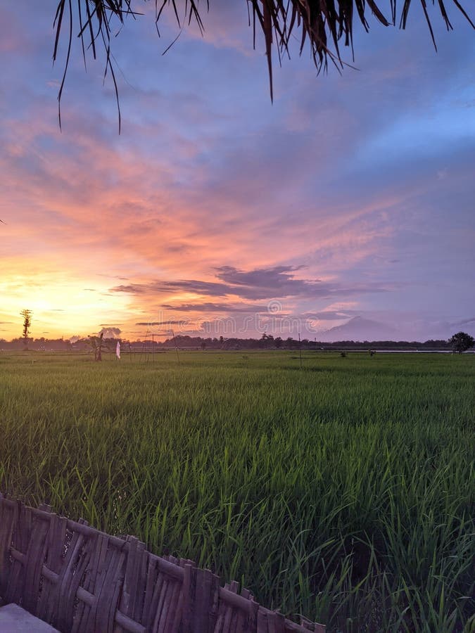 Beautiful Sunset Views with Rice Fields and Decorated with Little ...