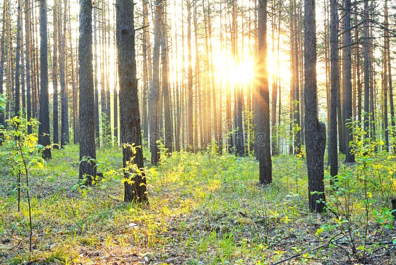 Beautiful sunset stock photo. Image of beauty, pines - 211427040