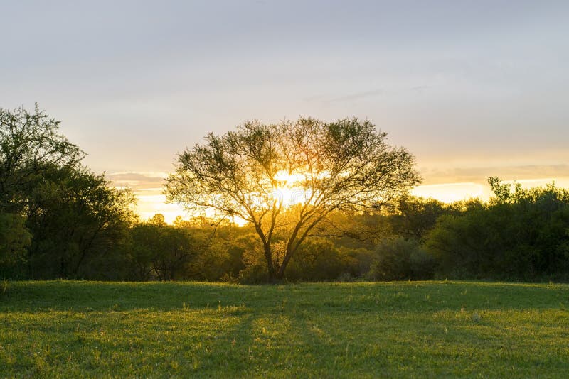 Beautiful Sunsets Over a Tree Stock Photo - Image of cloudy, beauty ...