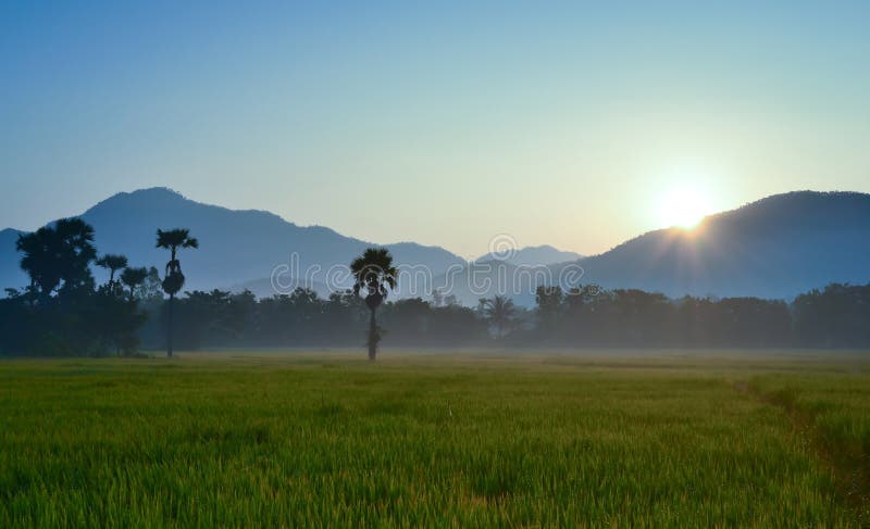 Beautiful Sunshine and Rice Farm on Morning Time Stock Photo - Image of ...