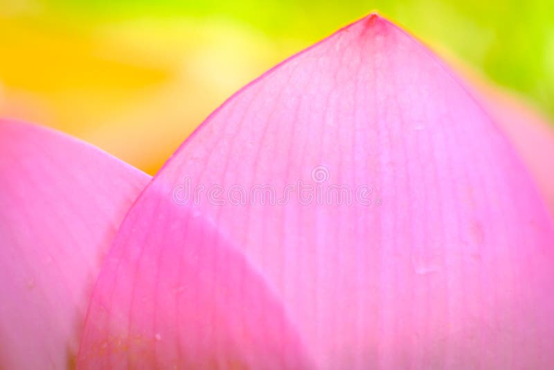 Beautiful Surface Texture Close Up of Pink Lotus Bud, Macro of L Stock ...