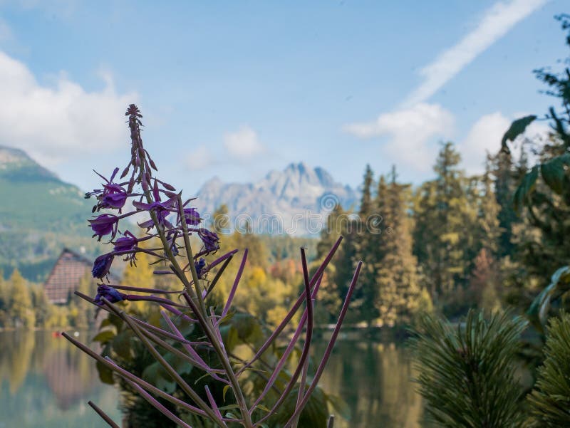 The Beautiful Surroundings of Lake Strbske Pleso Stock Image - Image of ...