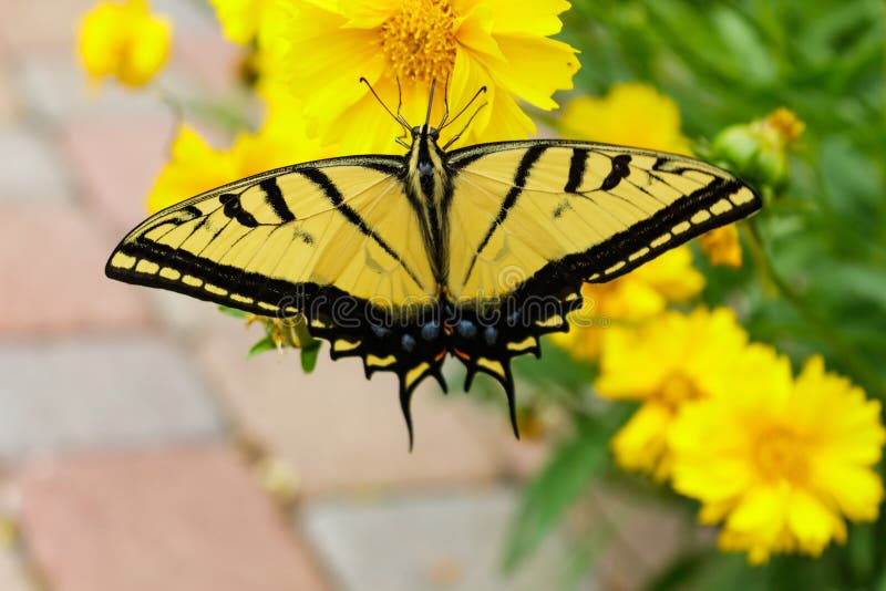 Beautiful Swallowtail Butterfly on Coreopsis Flower Stock Image - Image ...