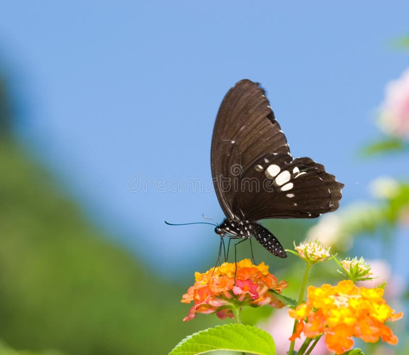 Beautiful Swallowtail Butterfly Flying Stock Photo - Image of delicate ...