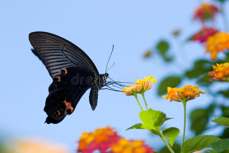 Beautiful Swallowtail Butterfly Flying Stock Image - Image of calm ...