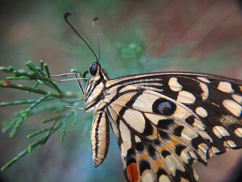 Beautiful Swallowtail Butterfly with Intricate Wing Patterns on a Green ...