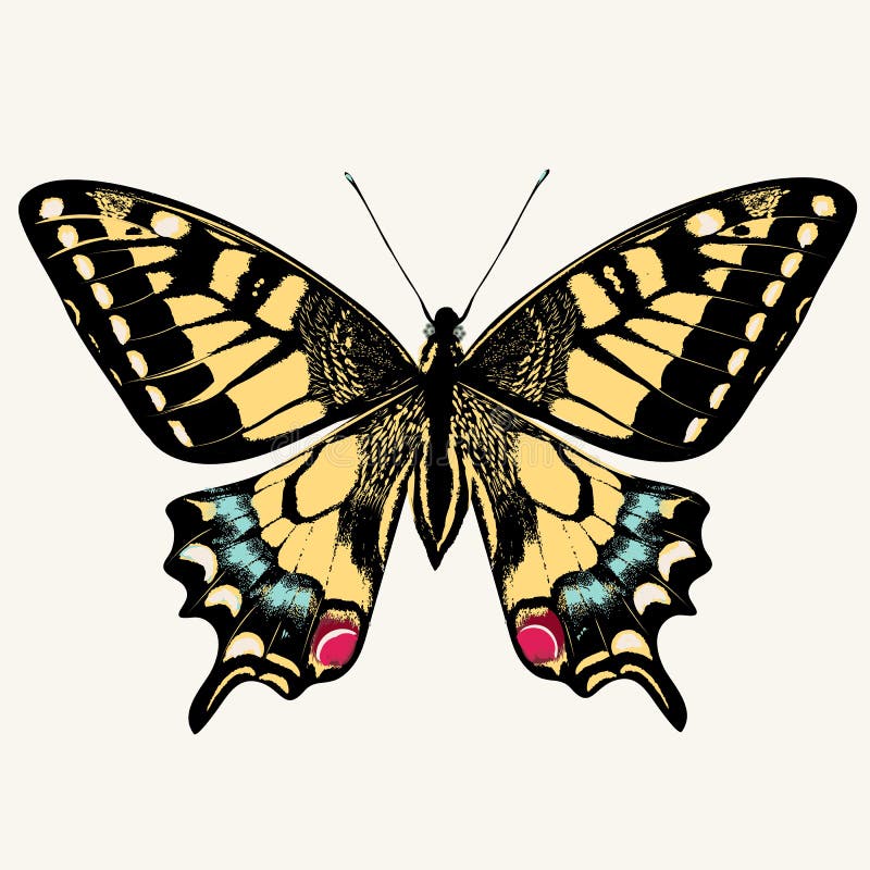 Beautiful Swallowtail Butterfly Vector Illustration Isolated on White ...