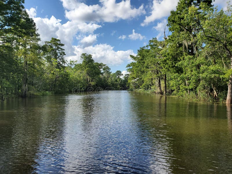 Beautiful Swamp Marsh Photo Hoh National Park Stock Photo - Image of ...