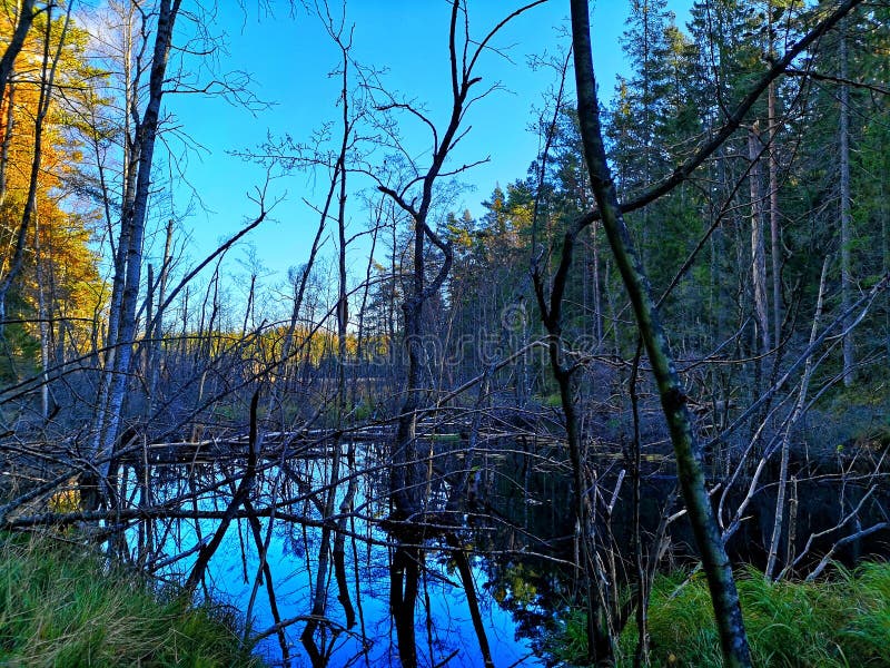 Little swamp stock image. Image of swamp, wood, water - 131392671