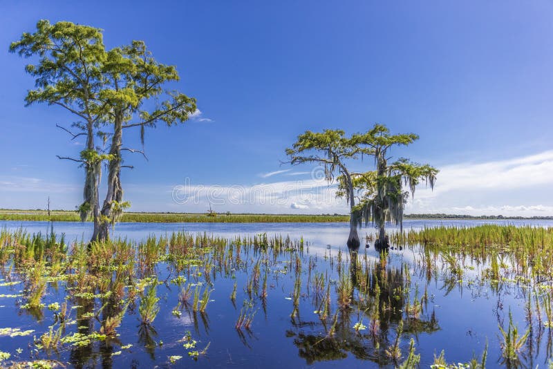 Beautiful Swamp in Florida stock photo. Image of beauty - 138718880