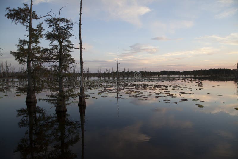 Beautiful Swamp stock image. Image of delta, destinations - 86250019