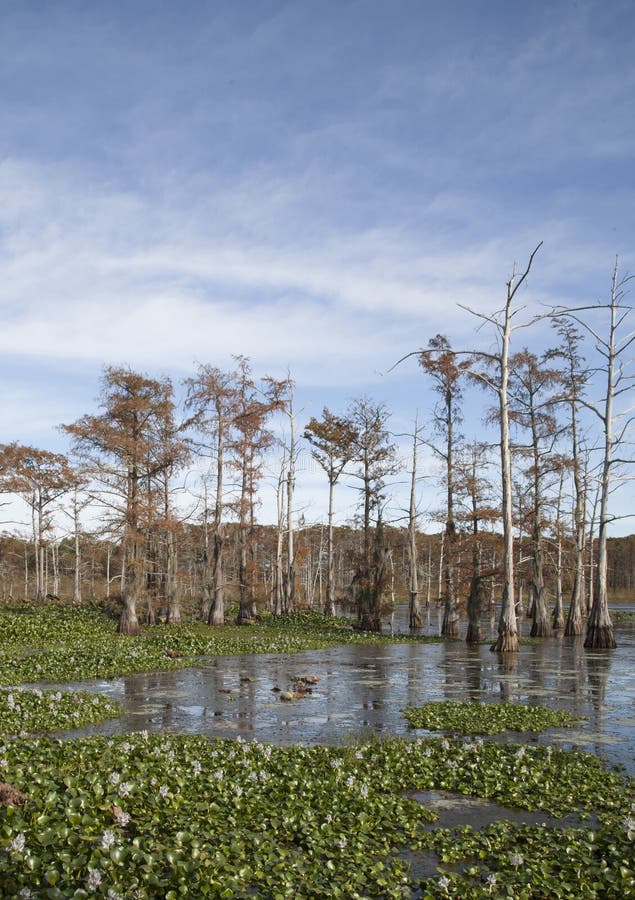 Beautiful Swamp stock image. Image of countryside, environment - 86250445