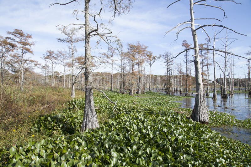 Beautiful Swamp stock photo. Image of forest, breathtaking - 86250524