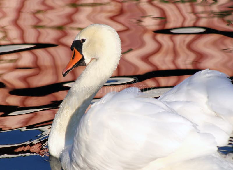 Beautiful Swan stock image. Image of bird, beauty, gentle - 26781593