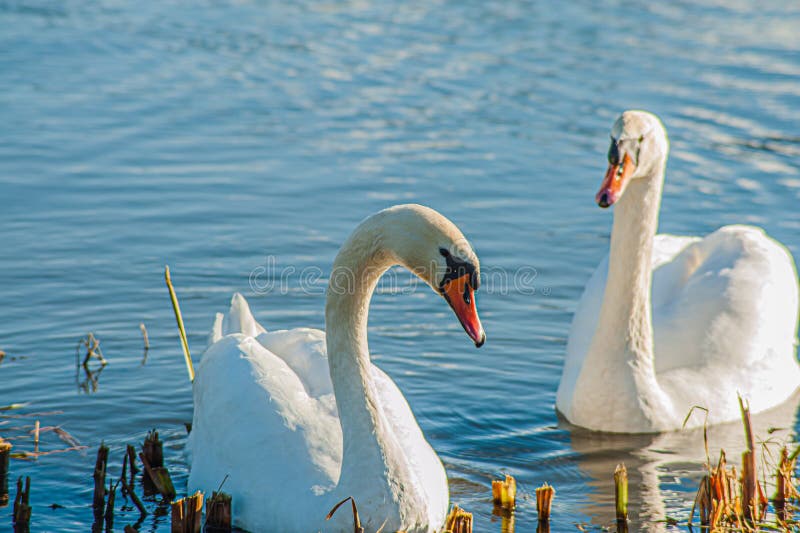 Beautiful Swan Birds Float on the Water of the Lake. Stock Image ...